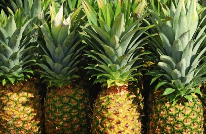 Philippines target tropical fruit exports | Article | Fruitnet
