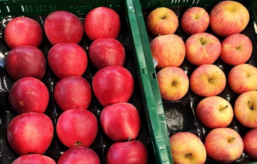 The Hot Climate Partnership unveils new early-season apple Stellar ...