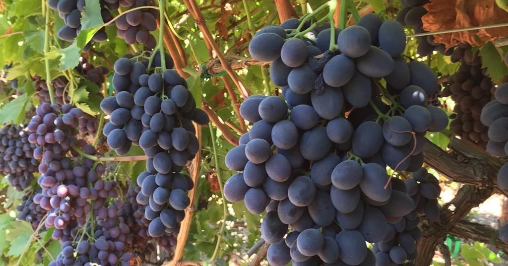 California grapes hit the mark again | Article | Fruitnet