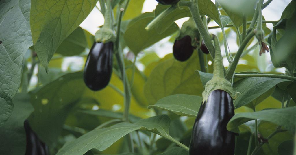 Marcon Family Farms expands Bundaberg greenhouses with Red Grant | News ...