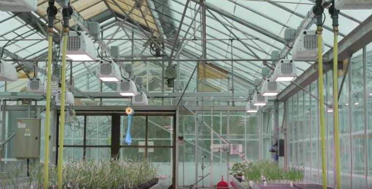 Video: "Speed breeding" for new varieties | Video | Fruitnet