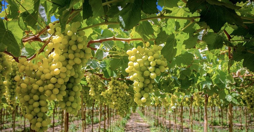 Peru overtakes Chile as world's leading table grape exporter - Rabobank ...
