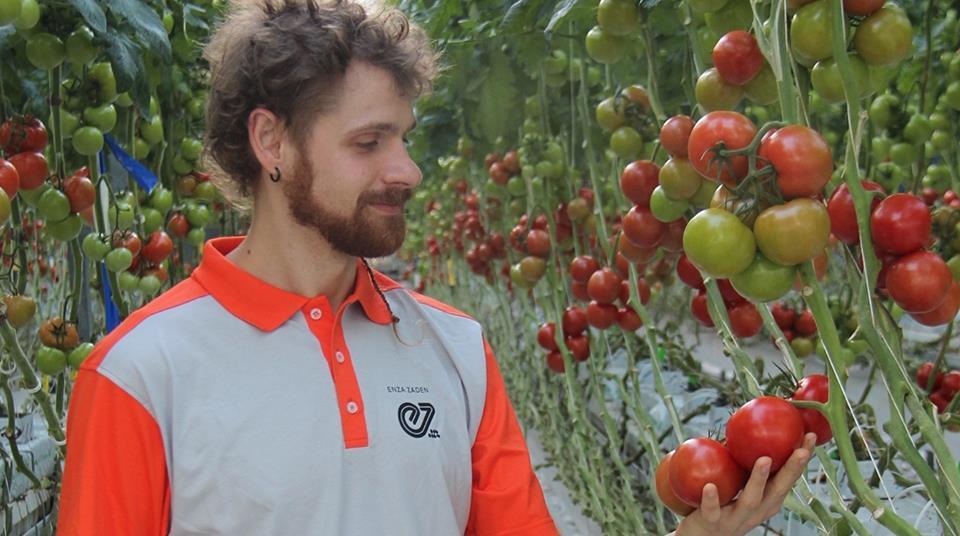 Enza Zaden launches future-proof tomato variety Fortitude with disease ...