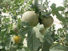 New season Israeli melons hit UK | Article | Fruitnet