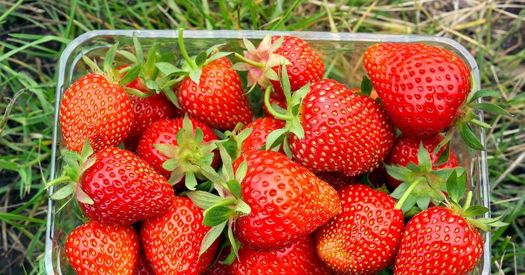 Strawberry sizes up 15 per cent | Article | Fruitnet