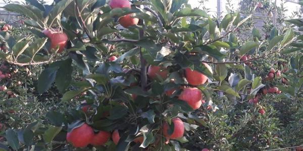 Waiting game for Italian apple growers | Article | Fruitnet