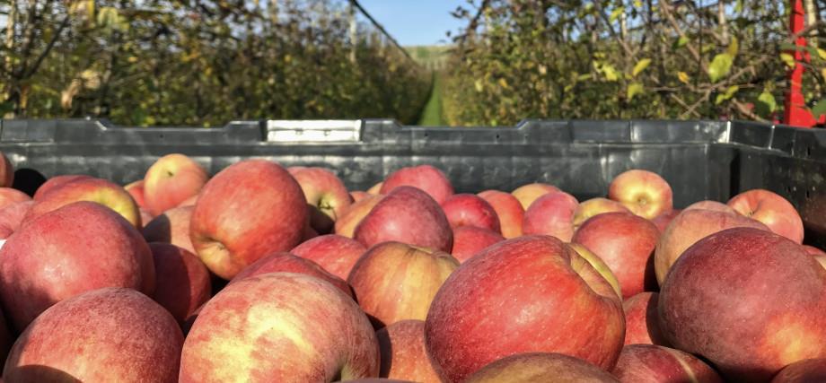 Serbian apples unable to access Russia | Article | Fruitnet