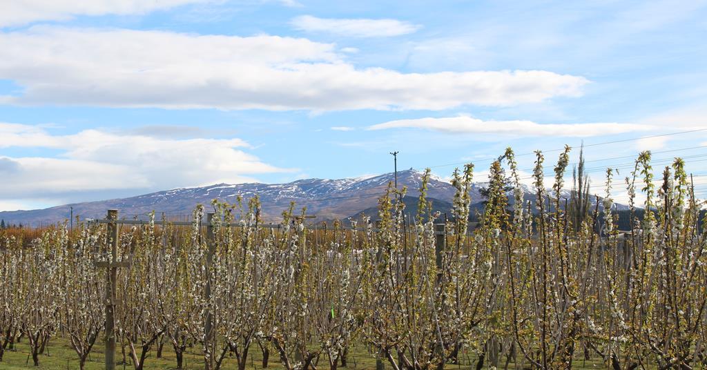 Orchard Systems 2025 symposium comes to New Zealand | News | Fruitnet