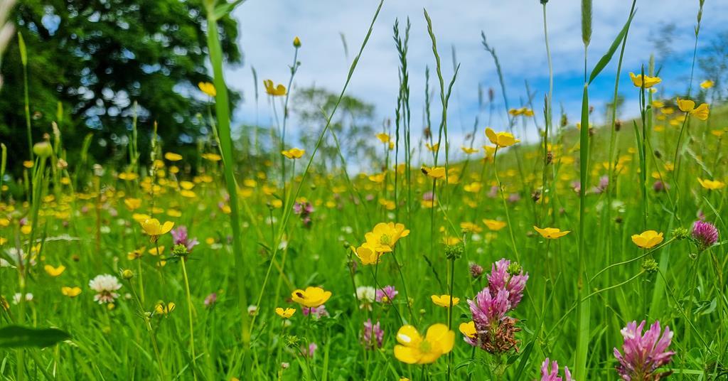 Why ‘land sparing’ is a more sustainable option | Comment | Fruitnet