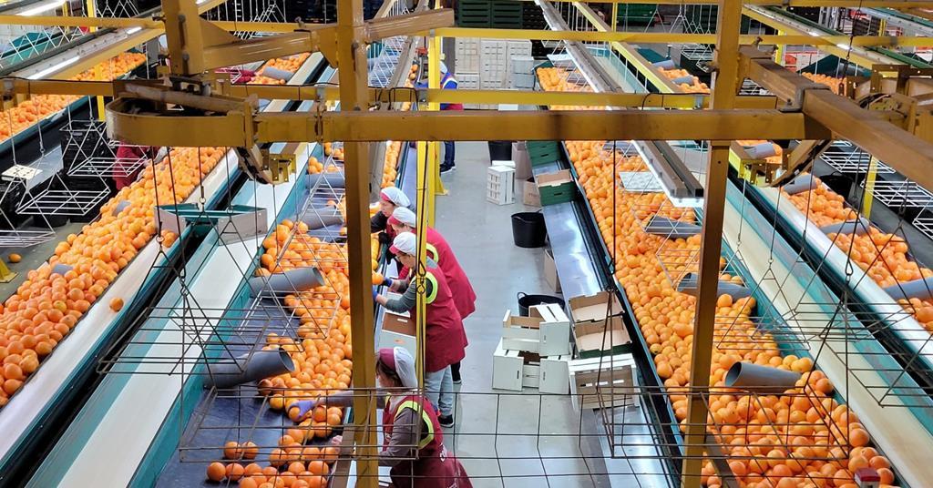 Valencia: Green Fruits steigert Umsatz um zwölf Prozent und erzielt ...