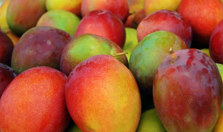 Export boost for Peruvian mangoes | Article | Fruitnet