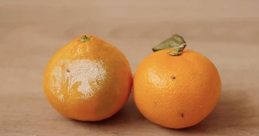 Citrosol reaffirms commitment to fight against food waste | Article ...