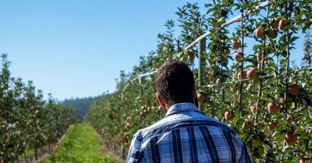 Growers face commercial nightmare after cooperative closes | News ...