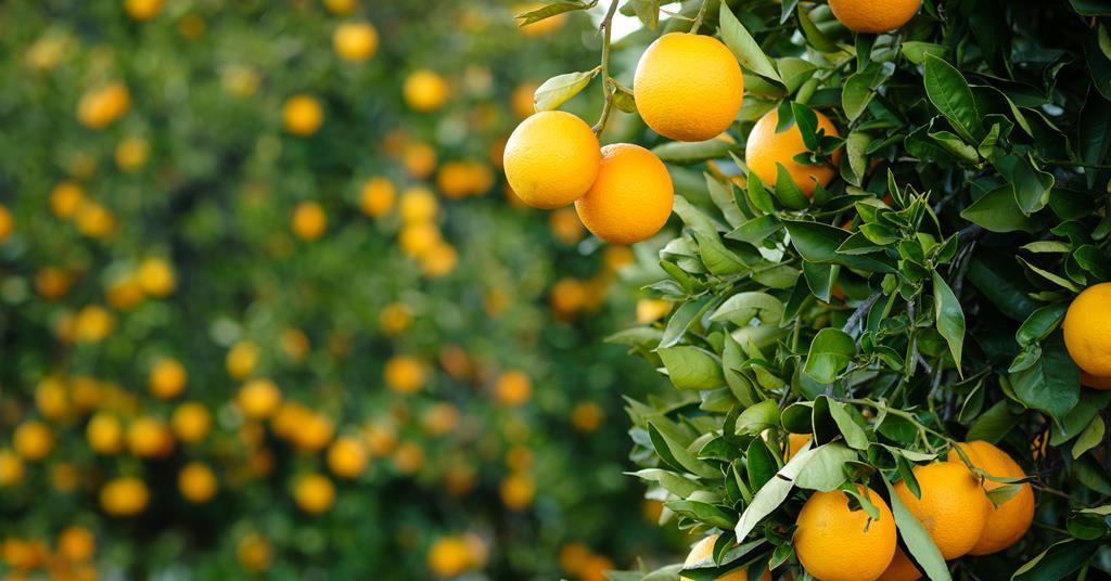 Chinese citrus market plateaus | Article | Fruitnet
