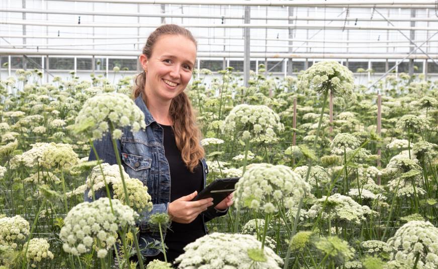 Turnover up at Rijk Zwaan | Article | Fruitnet