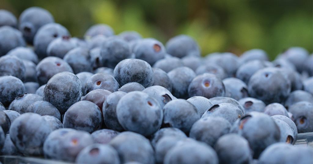 USITC rules on US blueberry imports | Article | Fruitnet