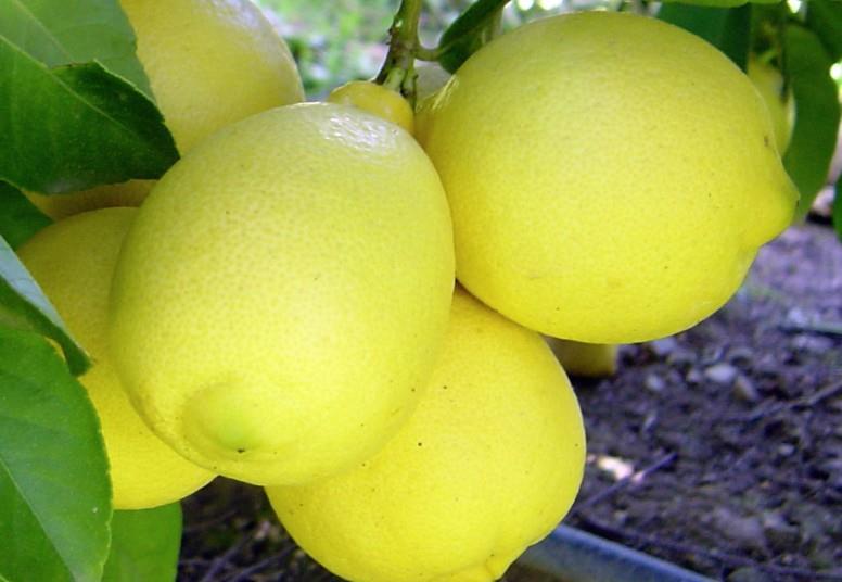 A memorable lemon season | Article | Fruitnet