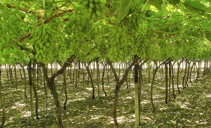 Namibia eyes better grape season | Article | Fruitnet