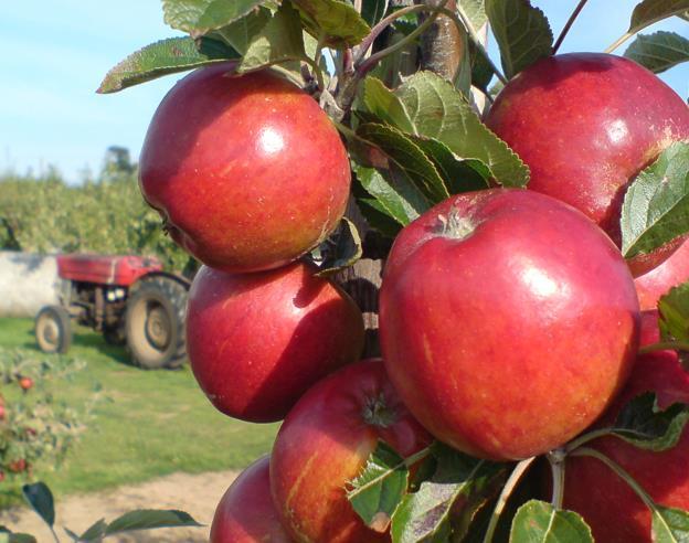 Rubens is 'tastiest UK apple' once more | Article | Fruitnet