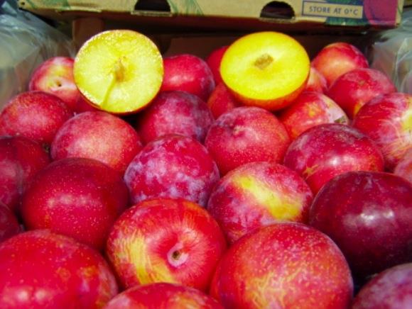 South African plum exports under pressure | Article | Fruitnet