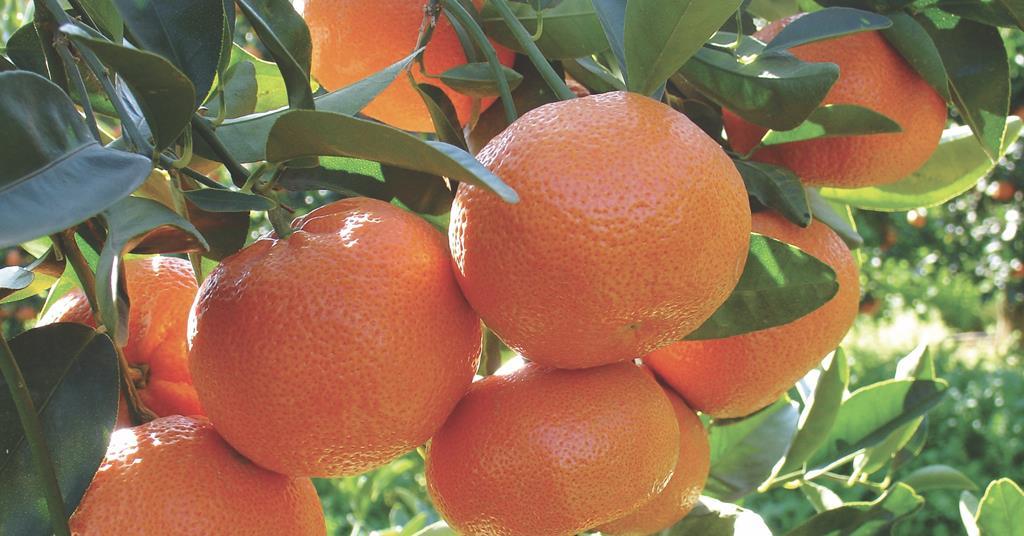 EU appeal court upholds Nadorcott registration | Article | Fruitnet