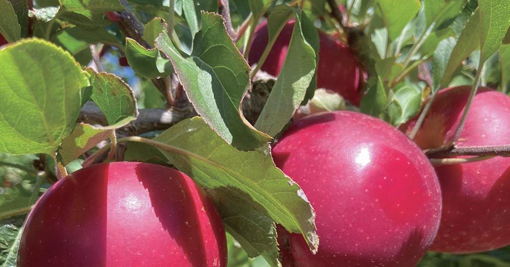 TopFruit celebrates 40 years | News | Fruitnet