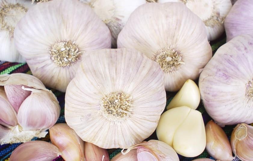 Mexico plans European garlic push | Article | Fruitnet