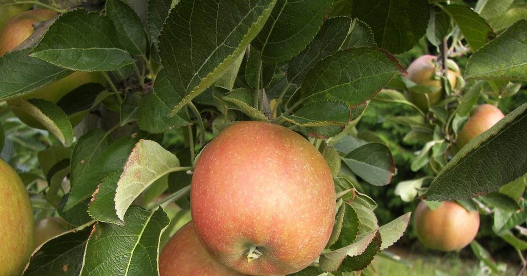 "Der wahre Preis für den perfekten Apfel" im ZDF | Article | Fruitnet