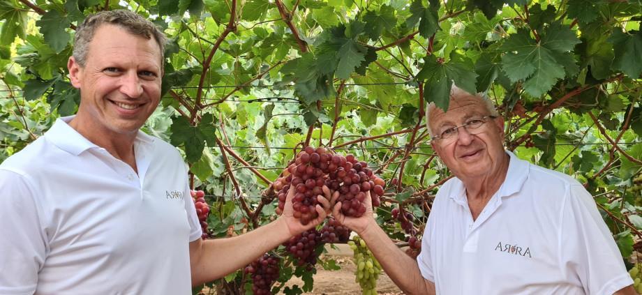 Grapa prepared for extremes | Article | Fruitnet