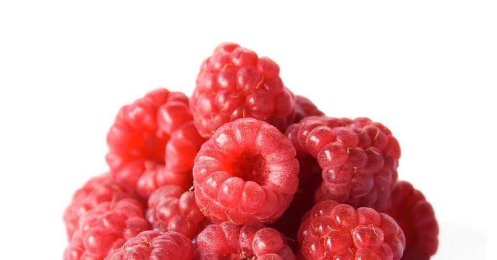 Angus Soft Fruits to pick raspberries early | Article | Fruitnet