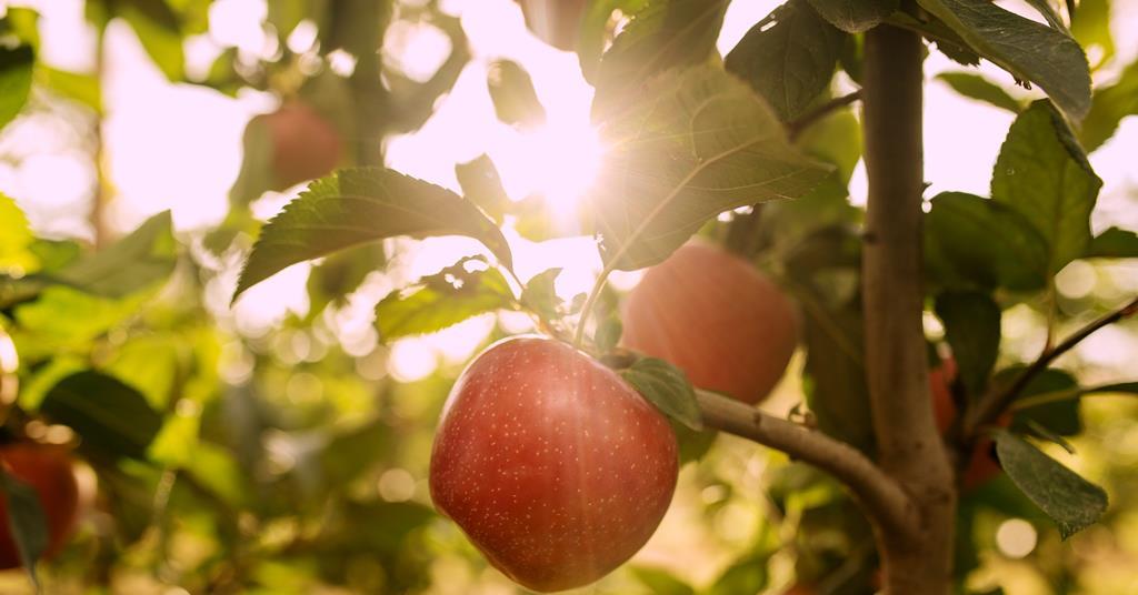 Hot climate apples and pears head to South America | News | Fruitnet
