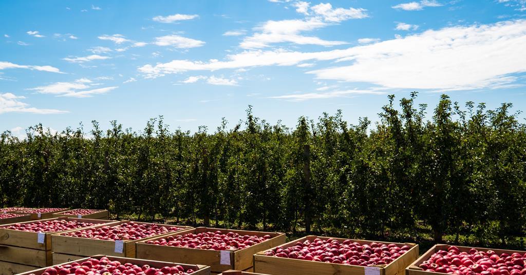 New parent company for prominent New Zealand apple brand | News | Fruitnet