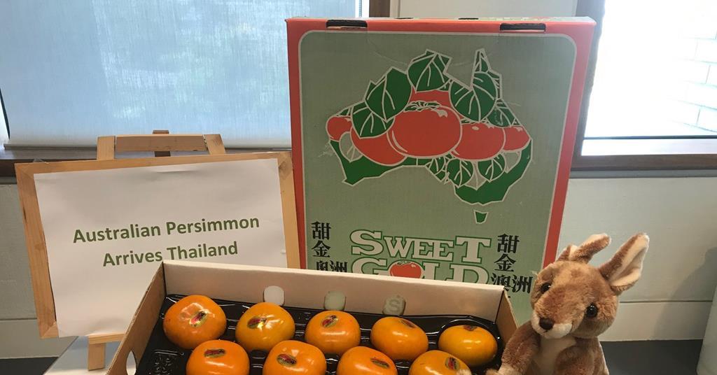 First Australian persimmons reach Thailand | Article | Fruitnet