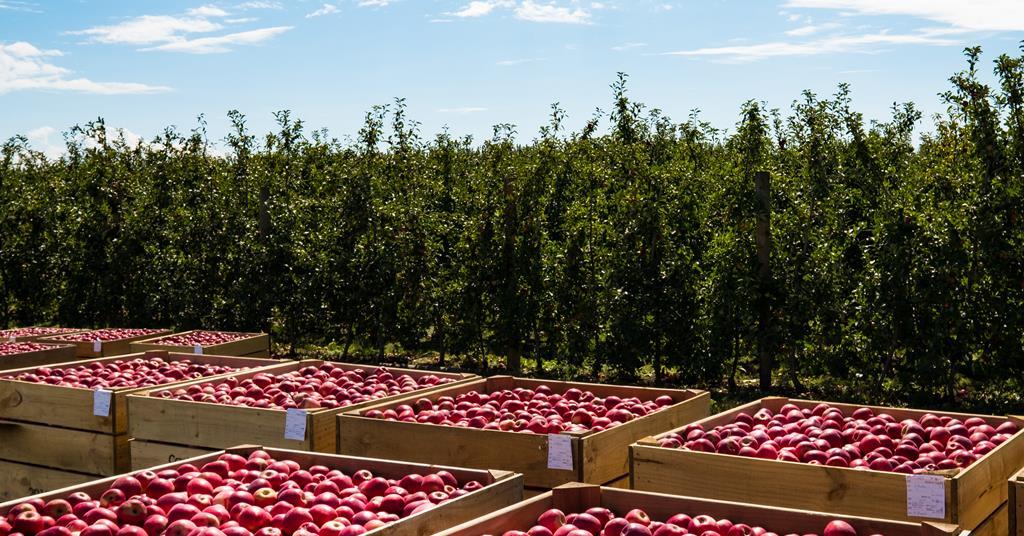 New parent company for prominent New Zealand apple brand | News | Fruitnet