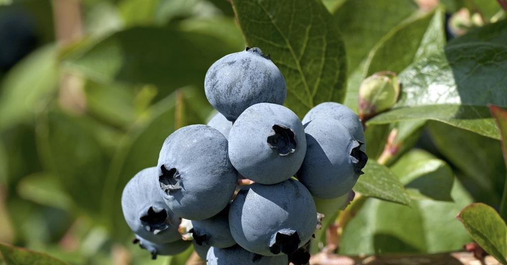 IBO Summit 2025 attracts 575 global blueberry industry participants ...