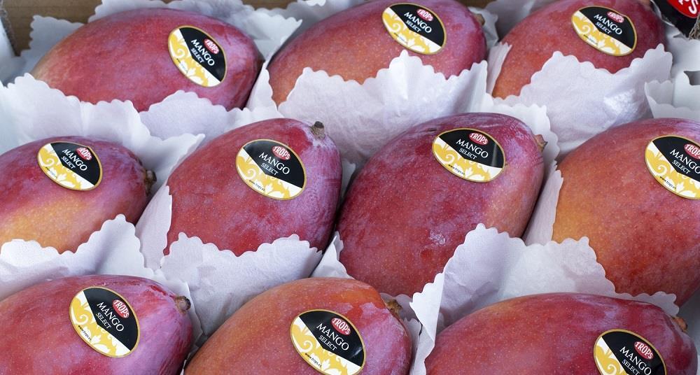 Spanien: Start einer viel versprechenden Mango-Kampagne | Article ...