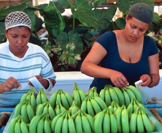 Europe keen on Dominican bananas | Article | Fruitnet