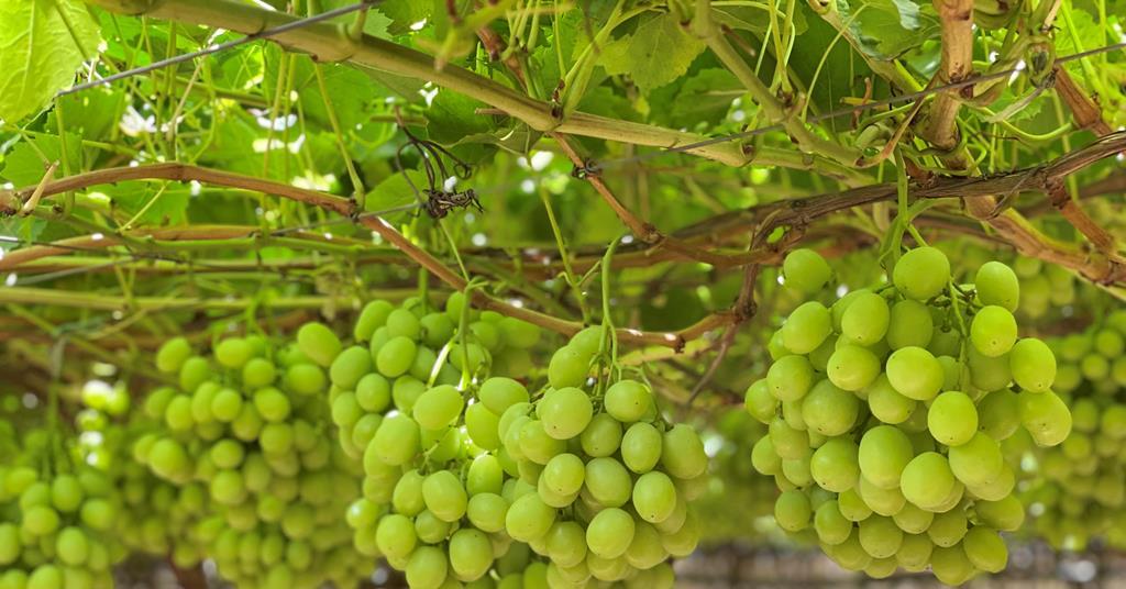 Increase in South African table grape exports | News | Fruitnet