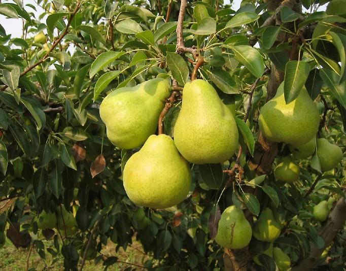 Australian growers meet new pears | Article | Fruitnet