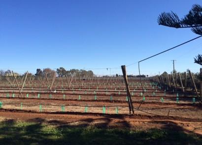 Piqa Boo plantations go commercial | Article | Fruitnet