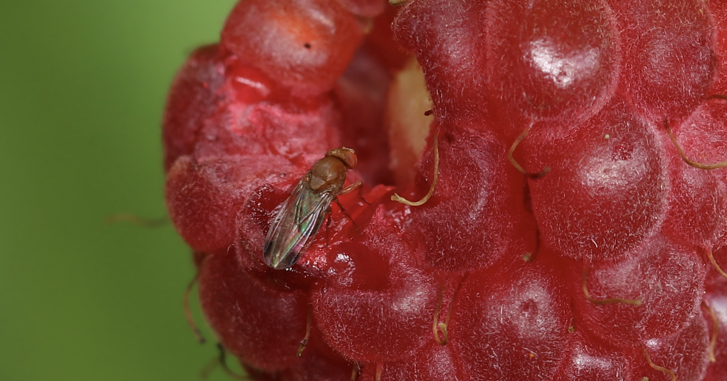 US research targets spotted wing drosophila | News | Fruitnet
