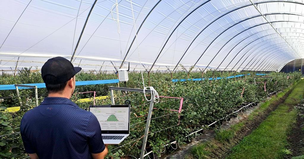 Costa Group harnesses WayBeyond’s FarmRoad to power blueberry ...