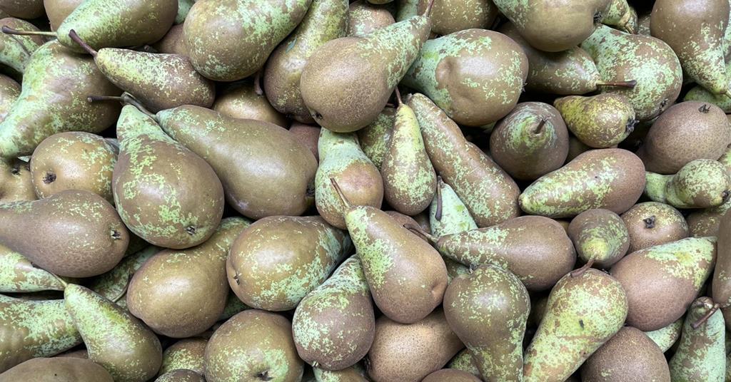 Exceptional quality cheers Belgian topfruit growers | Features | Fruitnet