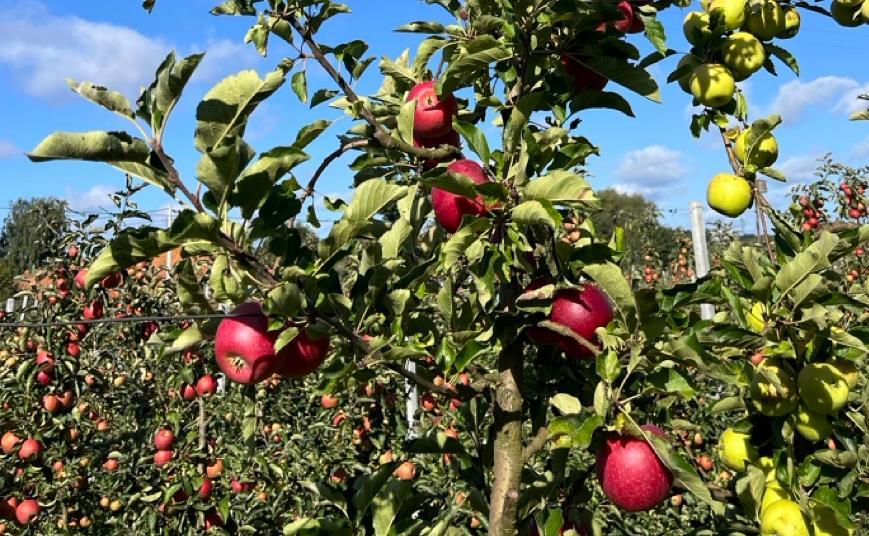 Exceptional quality cheers Belgian topfruit growers | Features | Fruitnet