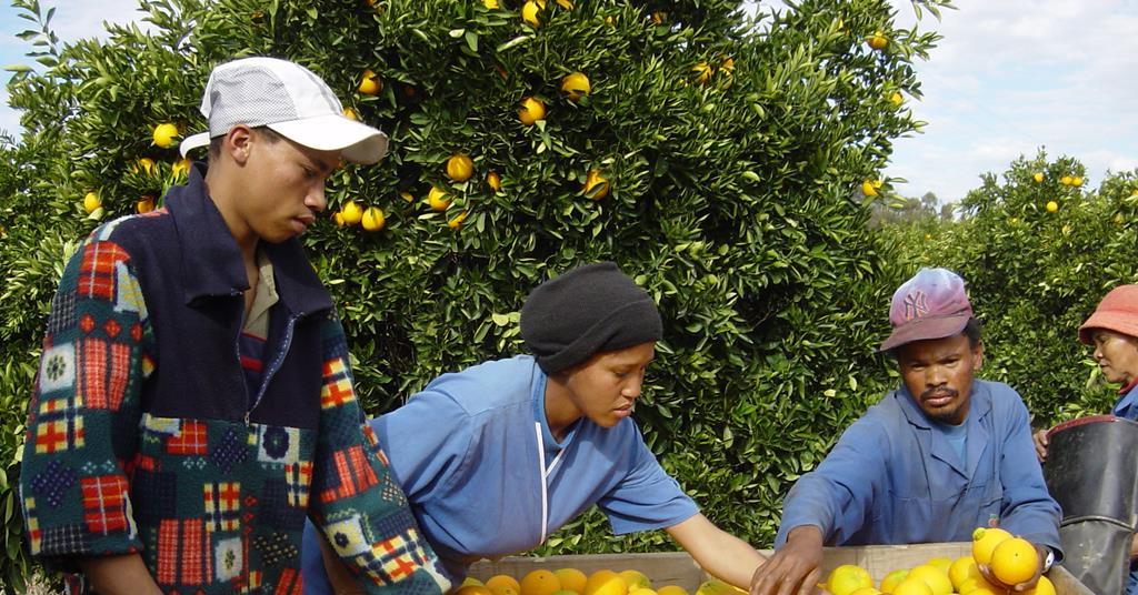New citrus measures may affect EU’s own Green Deal | Article | Fruitnet