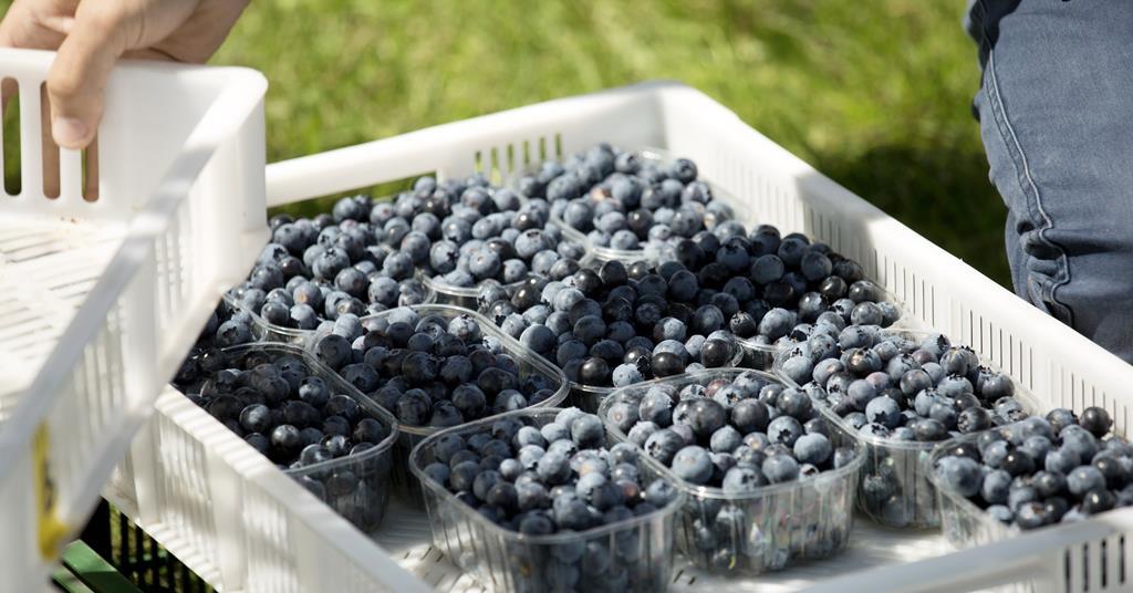 Promising outlook for Polish blueberries | News | Fruitnet