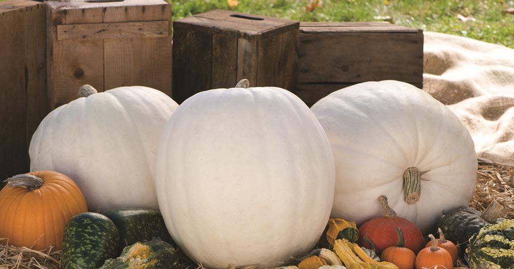 Marshalls launches albino Halloween pumpkin | Article | Fruitnet