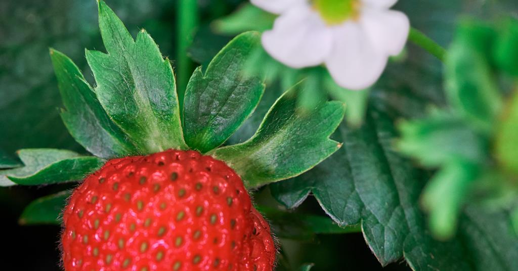 Take a look inside the world’s first large-scale vertical berry farm ...