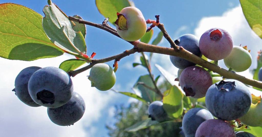 Onubafruit making good progress with extra-early blueberry programme ...