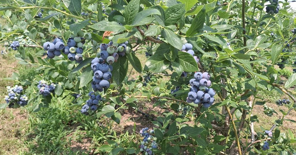 Serbia and Romania lead blueberry charge | News | Fruitnet